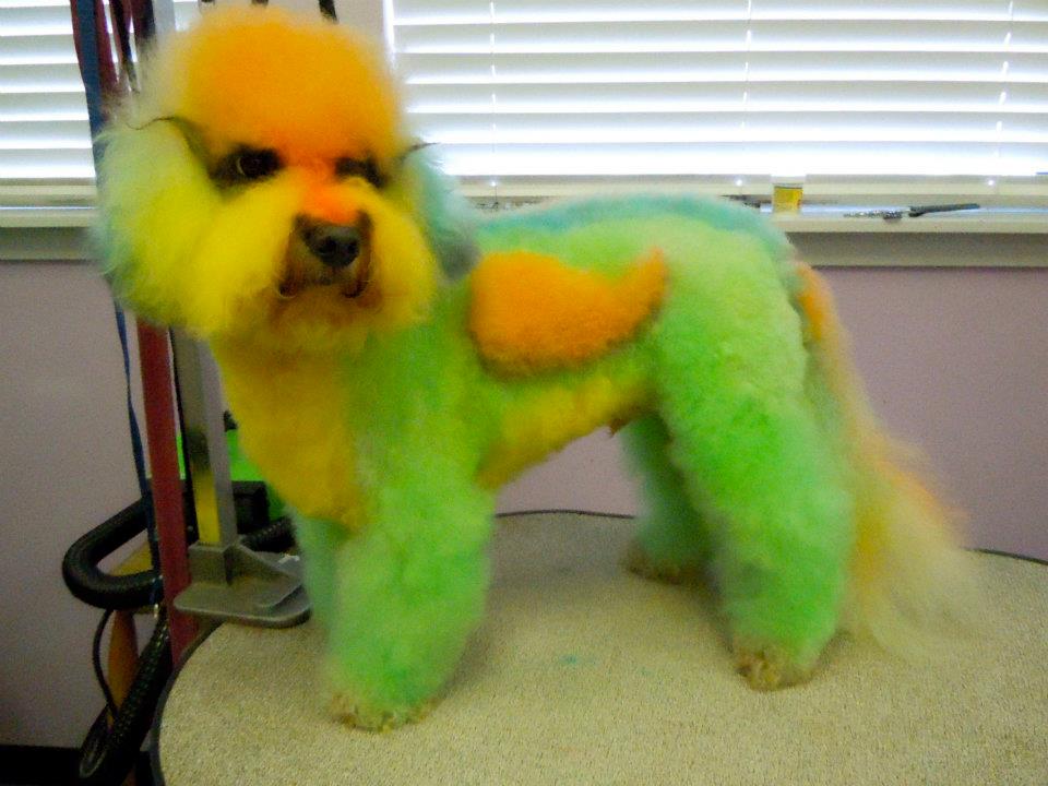 The Dog Colorist – No Joe Schmo